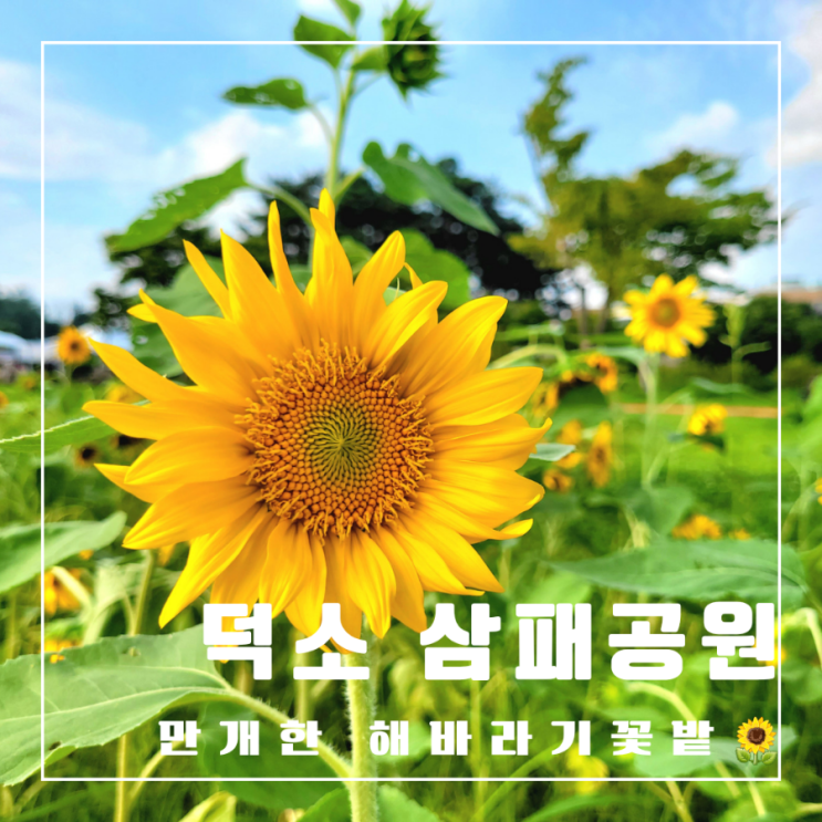 남양주 덕소 삼패공원 만개한 해바라기 삼패지구 주차장 네이버 블로그