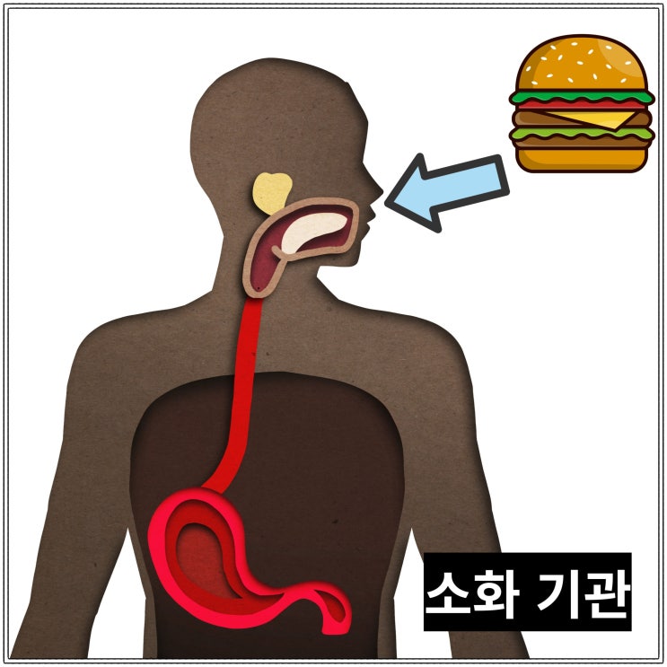 6학년 2학기 과학 소화기관의 종류와 기능입 식도 위 작은창자 큰창자 항문의 기능 네이버 블로그