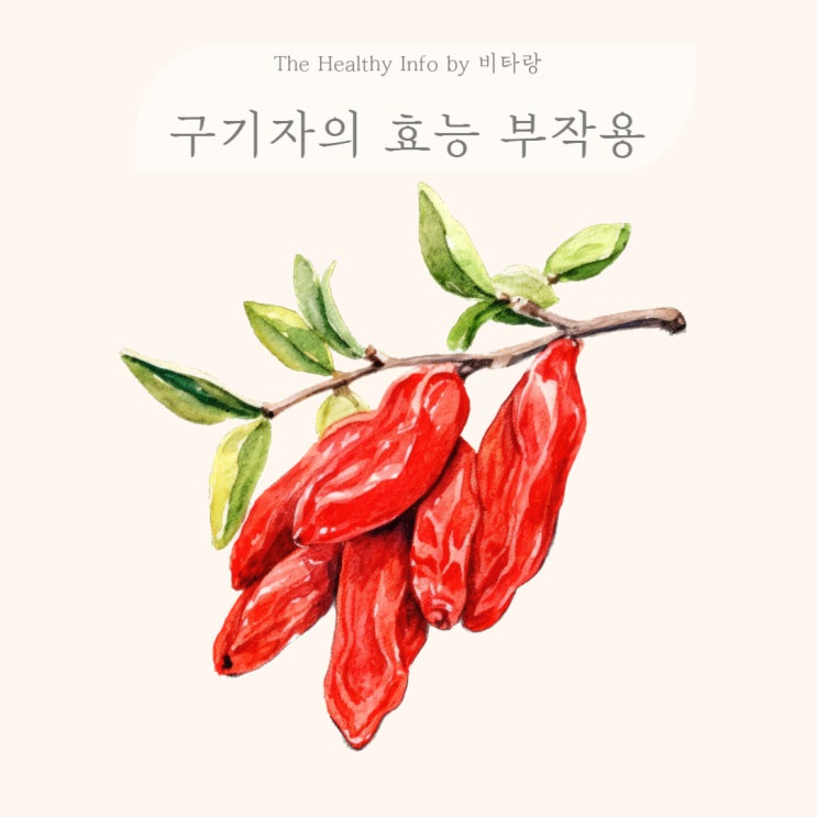 구기자의 효능 부작용 분말가루 차 먹는법 보관 네이버 블로그