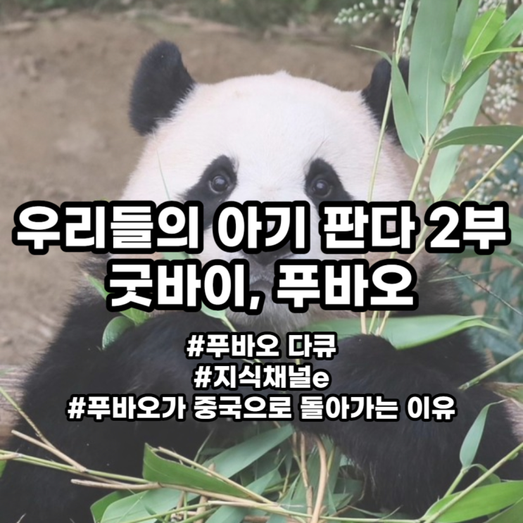우리들의 아기 판다 2부 굿바이 푸바오 푸바오 다큐 Ebs 편성 방송 시간 지식채널e 푸바오가 중국으로 돌아가는 이유 네이버 블로그