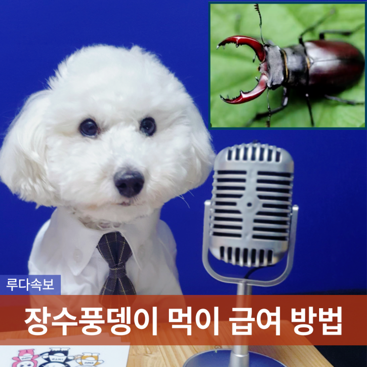장수풍뎅이 먹이 급여 방법 알고 키우기 네이버 블로그