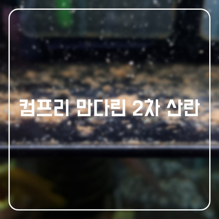 컴프리 만다린 2차 산란 : 네이버 블로그