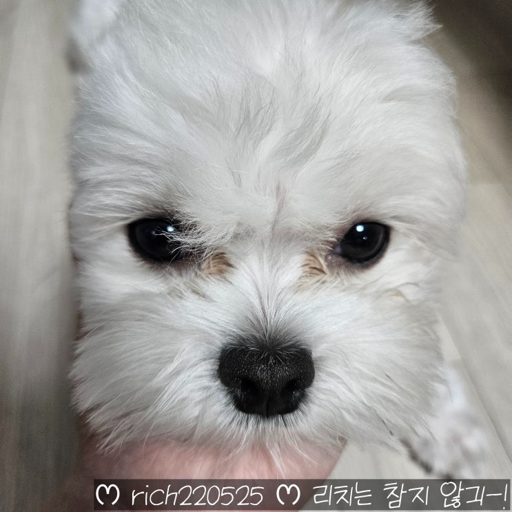 펫클럽 강아지 눈물 자국 지우개 사용후기네이쳐스 티어스테인 워시 네이버 블로그
