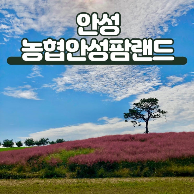 농협 안성 팜랜드 9월에 아이와 가볼만한곳 핑크뮬리 코스모스 有 네이버 블로그