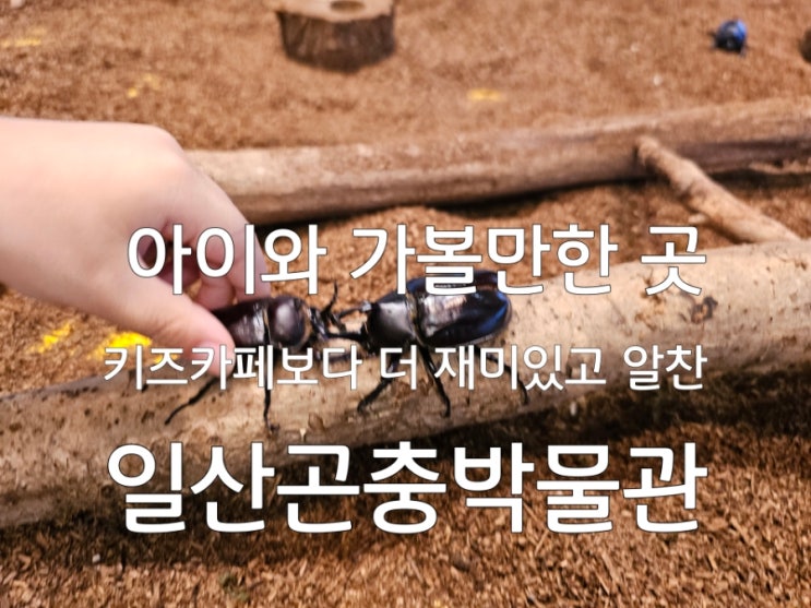 아이데리고갈만한곳 키즈카페보다 재미있는 일산곤충박물관 일산롯데백화점 네이버 블로그