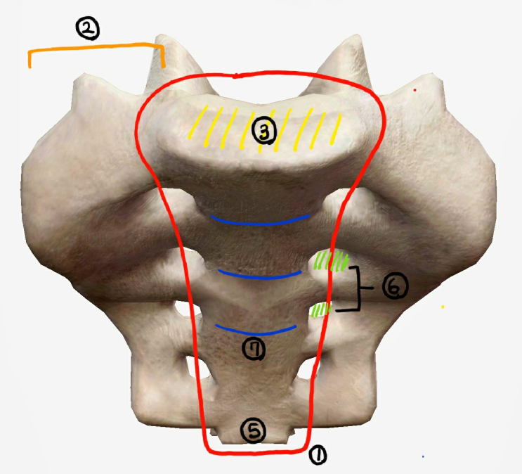 [등] 엉치뼈 Sacrum / 꼬리뼈 Coccyx : 네이버 블로그