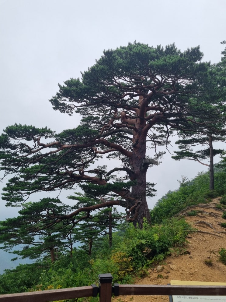 [강원도] 태백, 울진 (2023.08.05-06) - 대왕소나무와 회 : 네이버 블로그