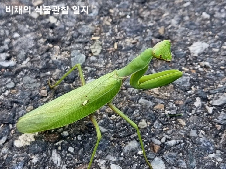 넓적배사마귀 (20230908) : 네이버 블로그