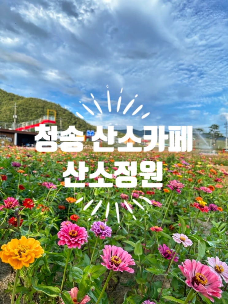 청송산소카페 산소정원 백일홍 개화 청송정원 꽃길음악회 정보장민호 전유진 윤태화 최예진 무룡 태윤 퀸즈 앙상블