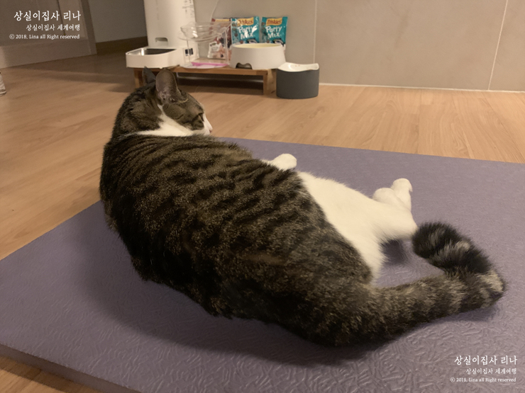 망원동 상실이네1297 발목골절수술 567일 핀제거수술 40일 매운맛 재활뒤엔 발목이 편안해진다 네이버 블로그