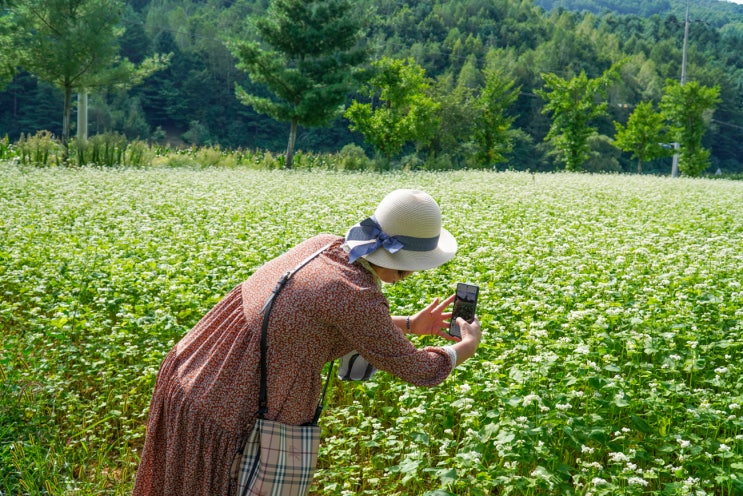 평창 여행 봉평 메밀꽃 축제 가볼만한곳 메밀밭 봉평시장 네이버 블로그