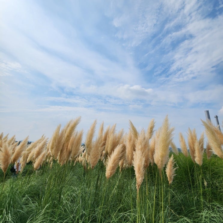 10월 꽃축제 핑크뮬리 볼만한곳 양주 나리공원 서울근교 가을여행 : 네이버 블로그