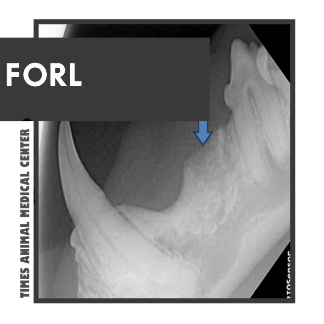 수원 고양이 치과 진료 - 치아흡수성병변 발치 케이스 : 네이버 블로그