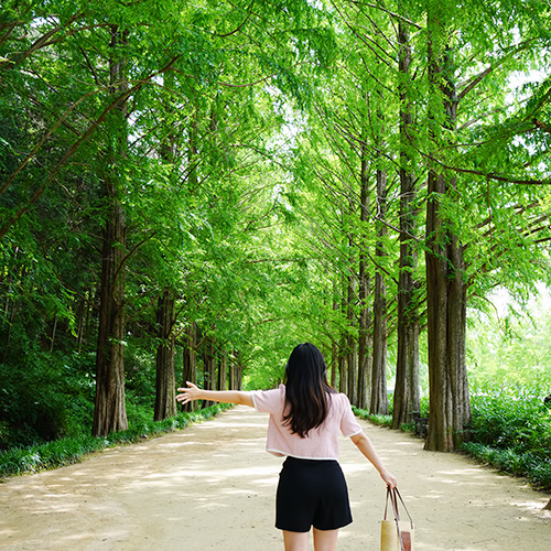 담양 메타세콰이어길 입장료가 아깝지 않은 가로수길 산책 네이버 블로그