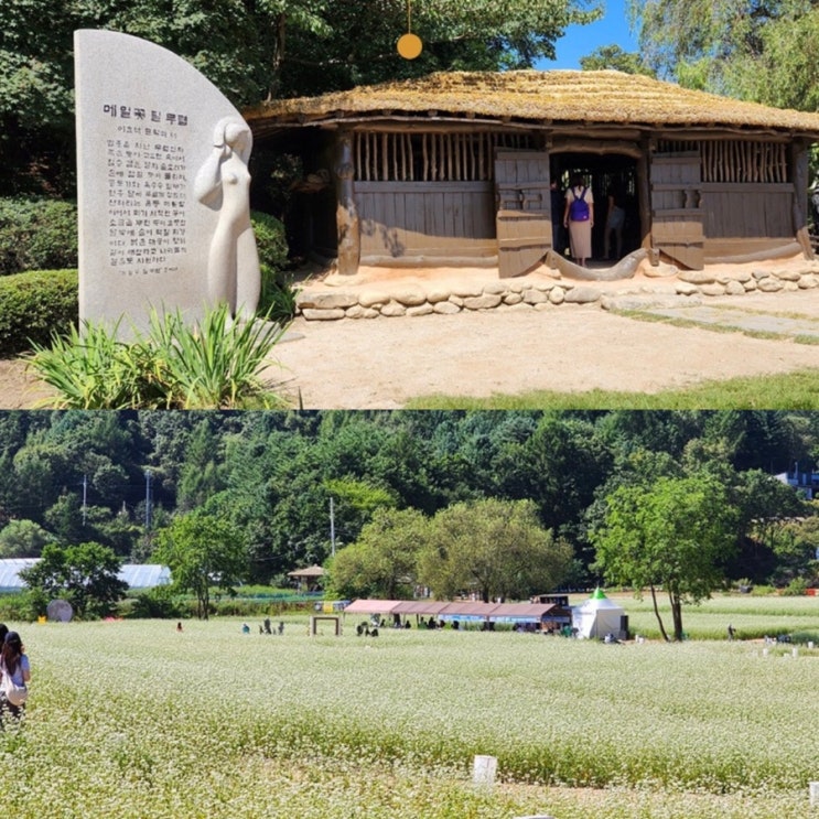 봉평 메밀꽃축제 평창 효석문화제 기본정보 효석문화마을 달빛언덕 평창 메밀꽃밭 봉평 메밀밭 네이버 블로그