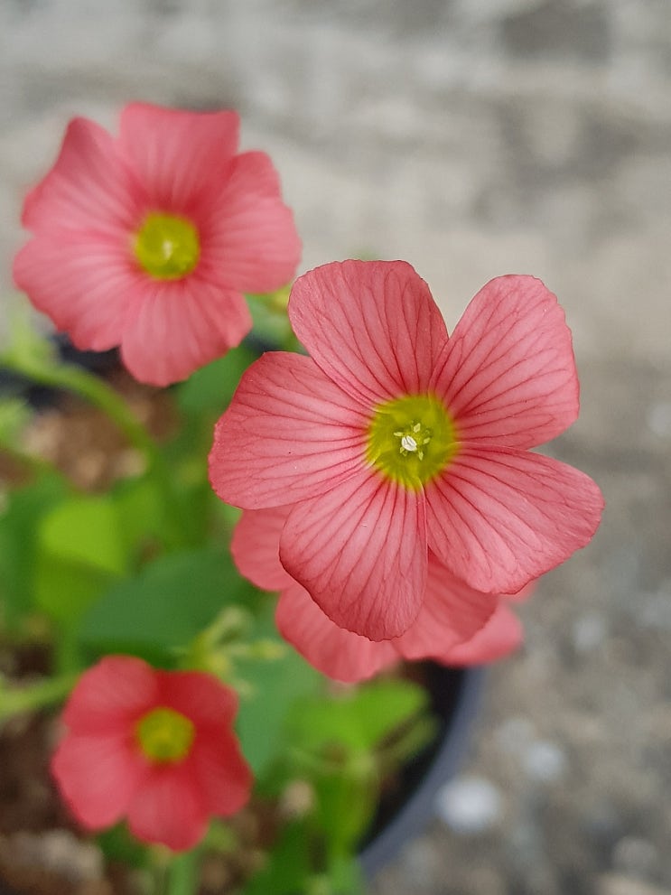 Oxalis Sp. Orange_사랑초 Sp. 오렌지 : 네이버 블로그