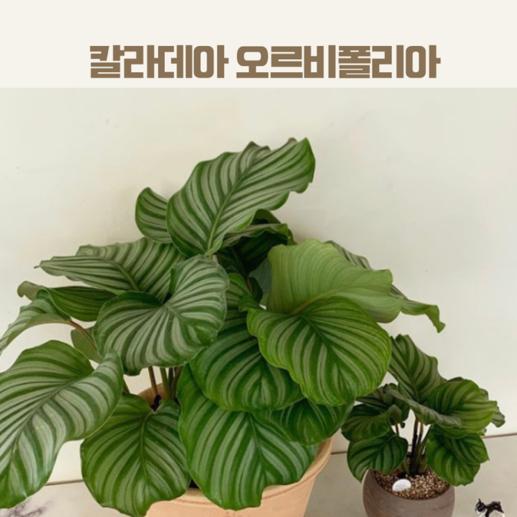 칼라데아 오르비폴리아 키우기 쉬운 실내공기정화식물 키우기 방법 네이버 블로그