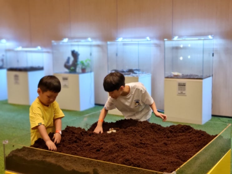 일산 아이랑 곤충 파충류 박물관 옐로우지브라 설명과 체험까지 알차게 네이버 블로그