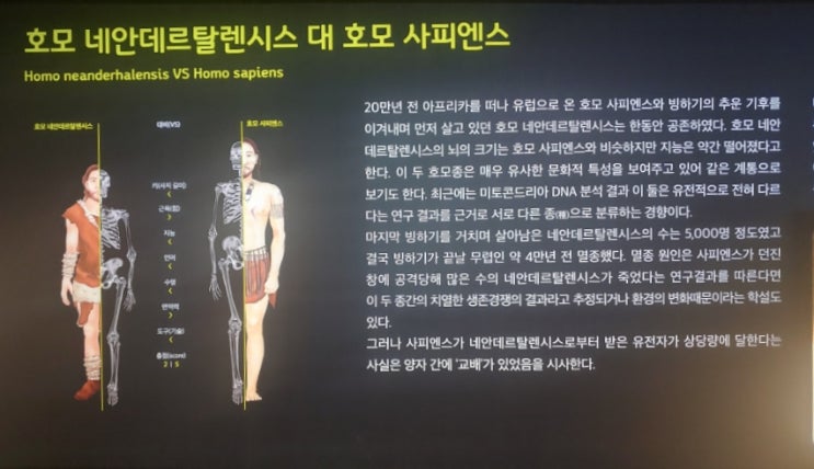 전곡 선사박물관 관람 후기 3 진화와 생존의 달인 호모 사피엔스 Feat 네안데르탈인 동굴벽화 아이스맨 외찌