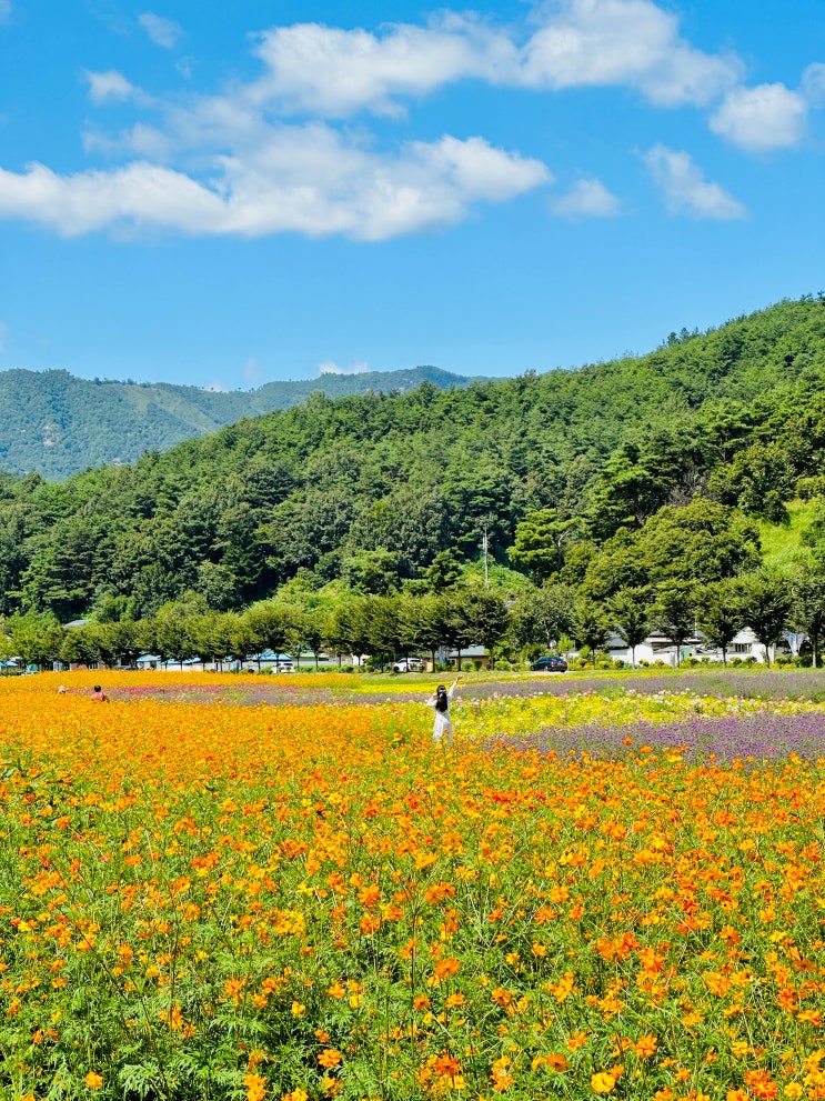 경남 꽃구경 함양 상림공원 상림숲 꽃무릇 주차 가볼만한곳 네이버 블로그