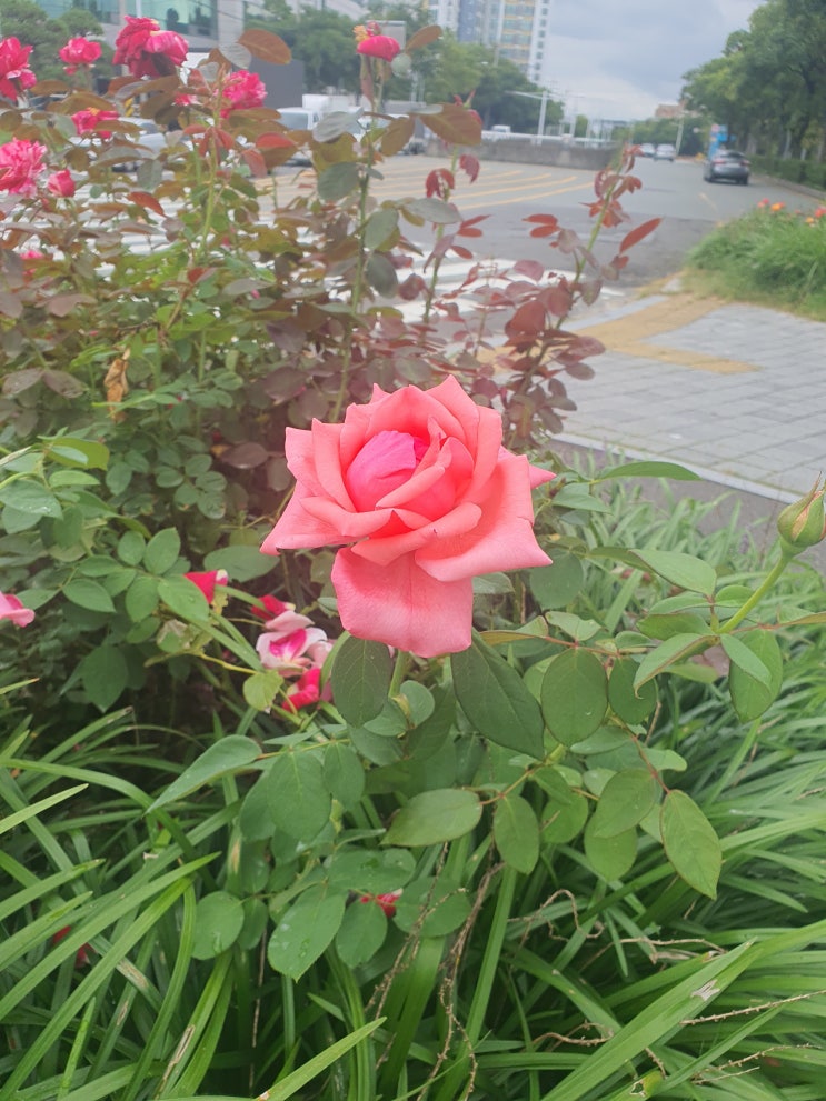 [일상] 비오는 날 주말 일상 : 네이버 블로그