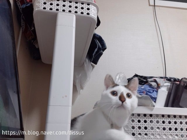 공기계만있다면 cctv이용가능 홈캠,펫캠,어린이cctv seecitv : 네이버 블로그