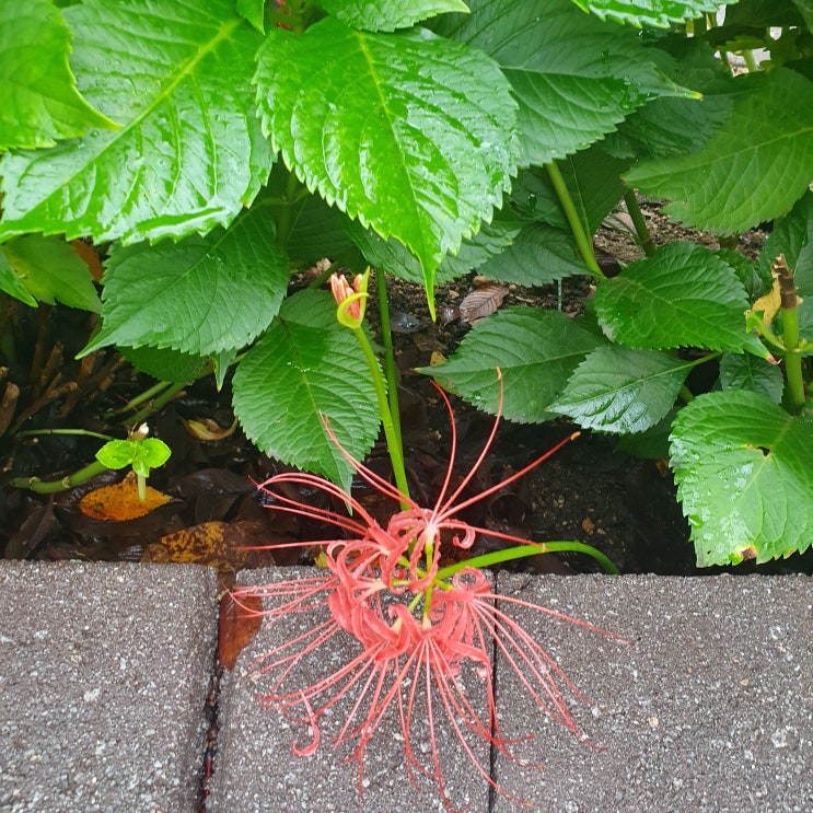 '가을비' 영어로~ 가을비가 내린다 [영어문장] : 네이버 블로그