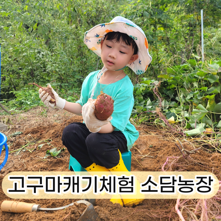 시흥 소담농장 고구마캐기 아이랑 체험농장 가을모기조심 네이버 블로그