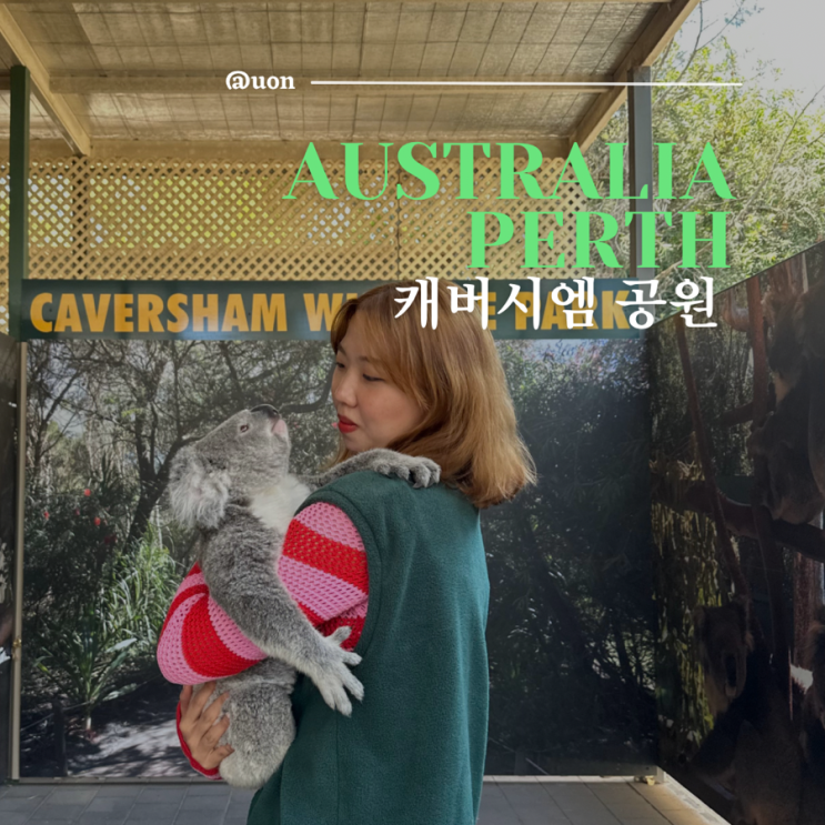 호주 퍼스 호주 여행 퍼스 가볼 만한 곳 퍼스 코알라와 캥거루가 있는 캐버시엠 와일드라이프 공원 코알라와 사진 찍기