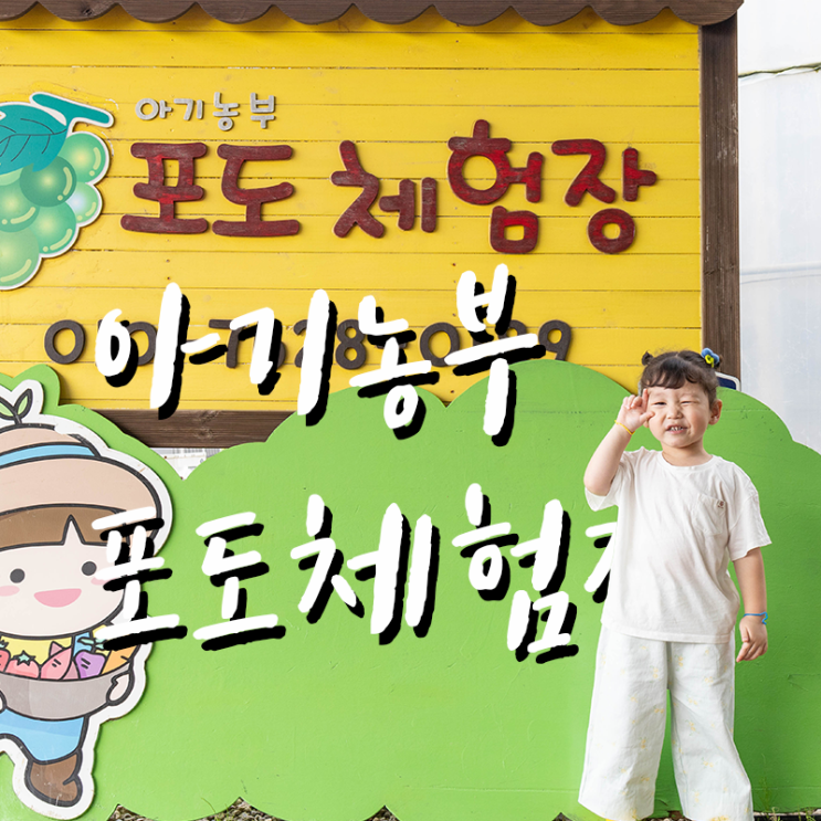 230917 아기농부 포도샤인머스켓홍주씨들리스체험 네이버 블로그