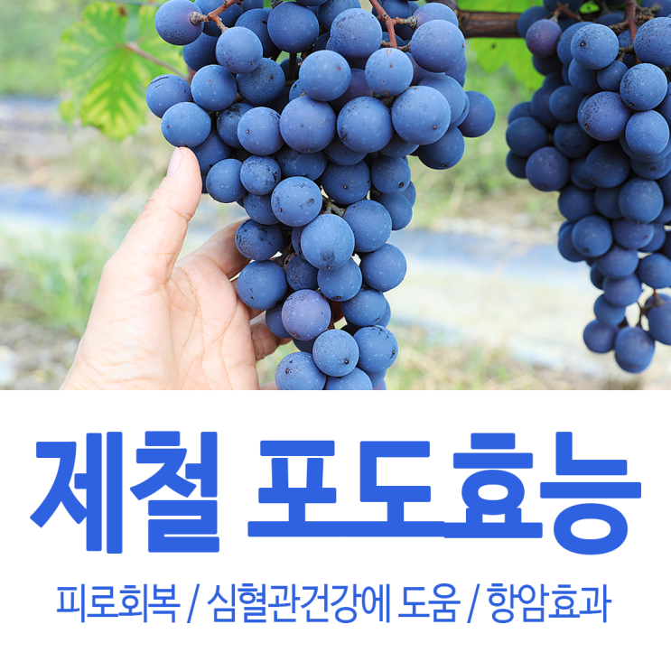 9월 제철과일 포도 효능 껍질까지 먹어야만 네이버 블로그
