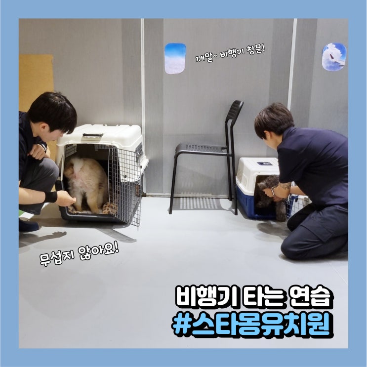 강남애견유치원 스타몽 유치원 강아지 비행기 탑승 켄넬 교육 실시 네이버 블로그