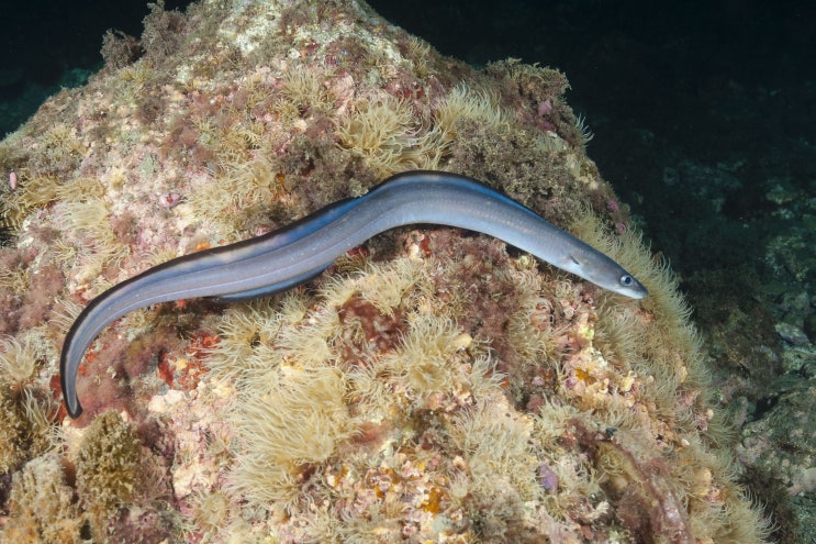 장어즙효능과 민물장어효능은(ft.미쁨생활건강 김오곤 장어즙) : 네이버 블로그