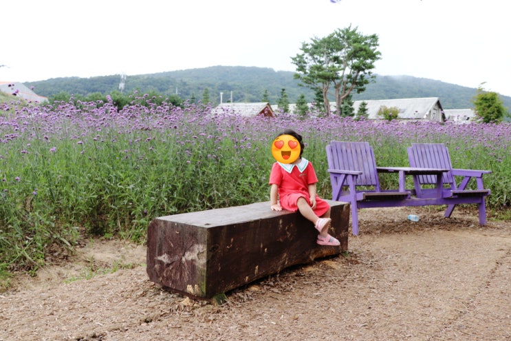 평창 아이랑 가볼만한곳 삼양라운드힐 강원도 대관령 삼양목장 양떼몰이 공연 시간 네이버 블로그