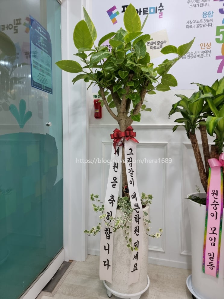 인천화분 구월동화원에서 당일배송 해드리는 예쁜 개업화분 병원개원화분 인테리어화분 소개할게요 인천화원 인천개업화분 인천화분