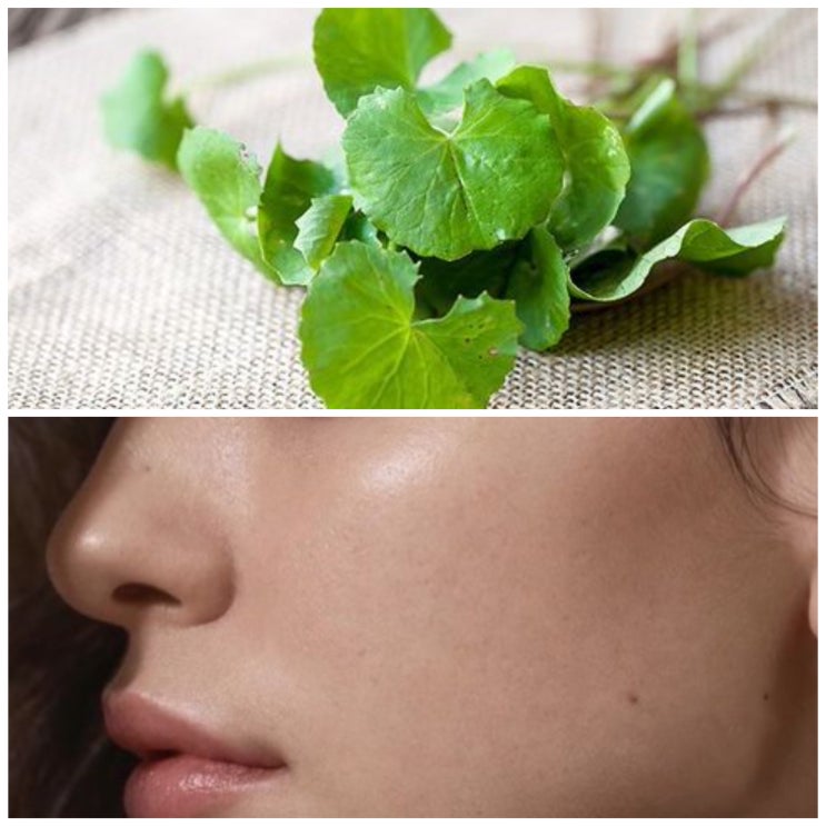 마데카소사이드 병풀추출물 시카 효능 부작용 올리브영 크림 마스크팩 패드 성분 추천 네이버 블로그