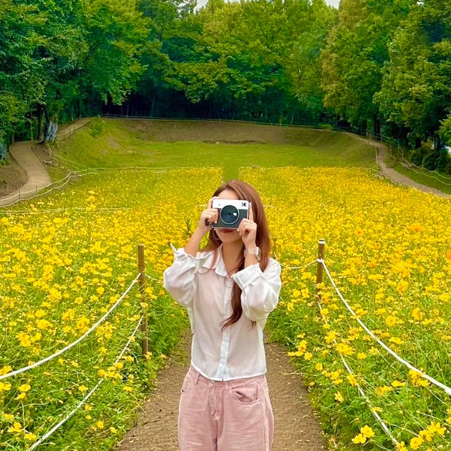 가을 꽃구경 가볼만한곳 서울 올림픽공원 들꽃마루 9월 10월 황화코스모스 명소 개화 현황 주차 위치 요금 네이버 블로그