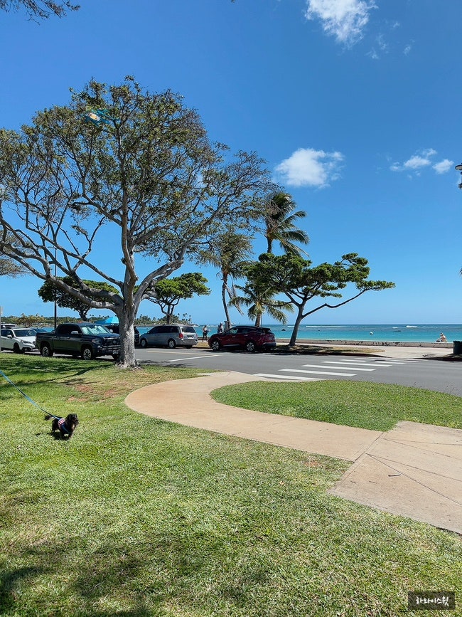 미국 하와이 : 카카아코 타코맛집,도넛 맛집 PURVE,홀푸드마켓 쇼핑&장바구니,알라모아나 비치 파크 등 : 네이버 블로그
