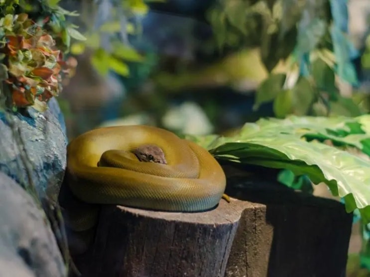 올리브 파이톤 사육정보 (Olive python caresheet) : 네이버 블로그