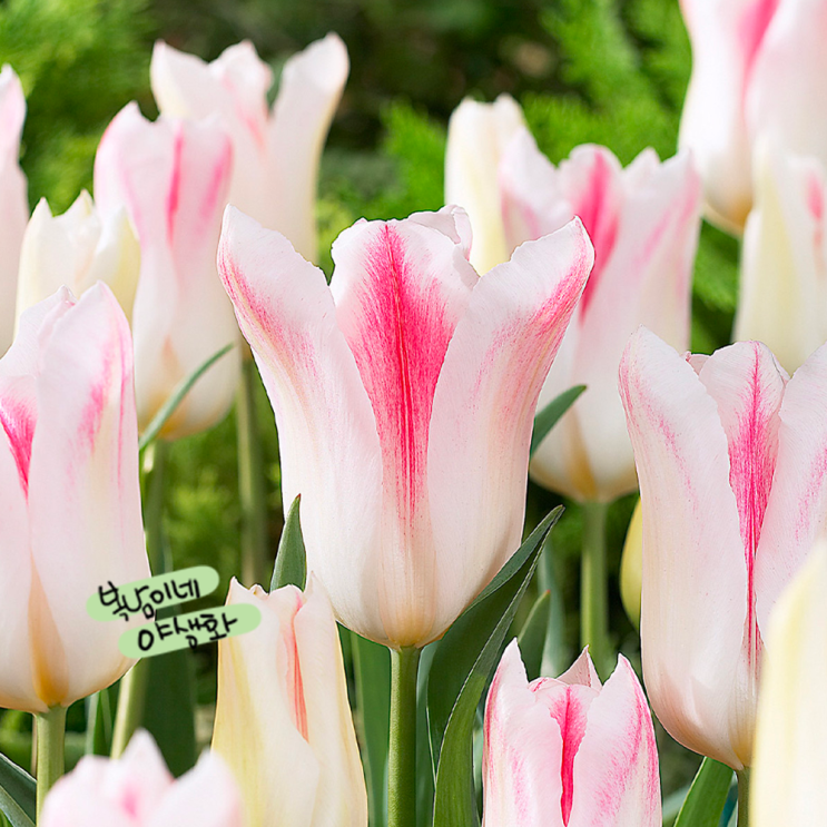 [튤립구근] 홀랜드시크 tulip holland chic 💙10구 15,000원 #복남이네야생화 (추식구근 가을구근 튜울립 ...