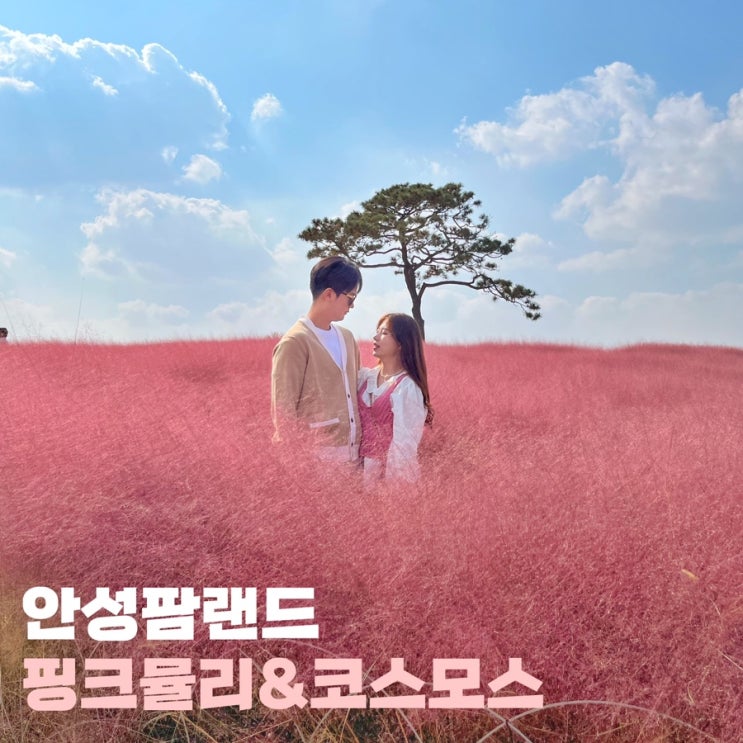 경기도 9월 10월 꽃구경 안성팜랜드 핑크뮬리 코스모스 가을꽃축제 할인 입장료 주차장 네이버 블로그