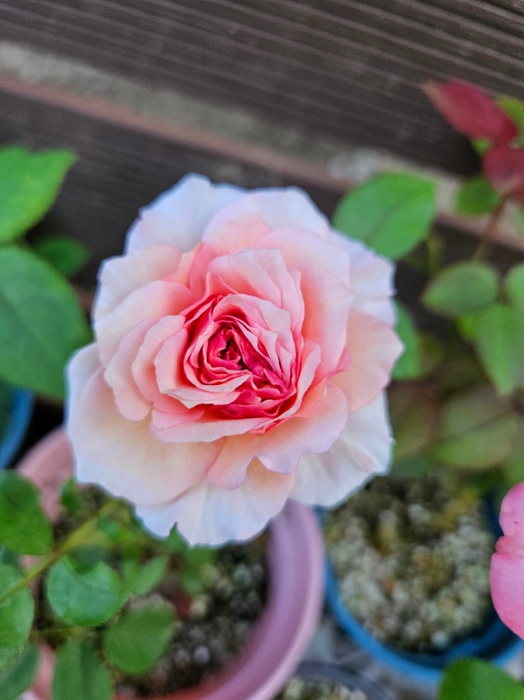 록산느-Roxanne-Rosa Orientis : 네이버 블로그