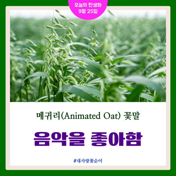 메귀리(Animated Oat) 꽃말 "음악을 좋아함" : 네이버 블로그