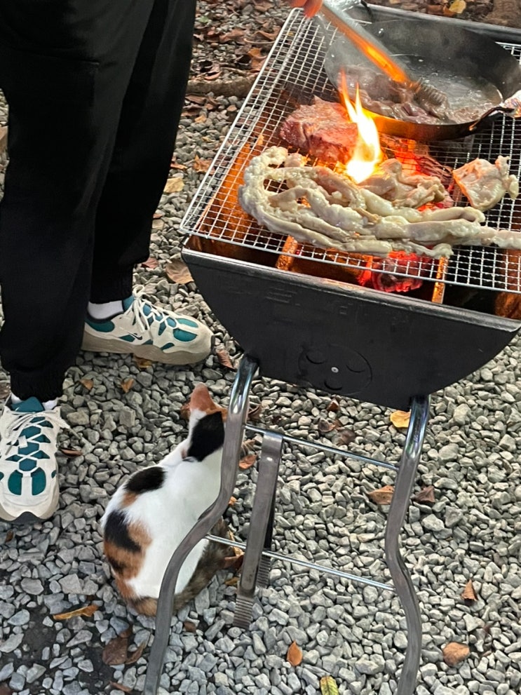 [가평] 가평 카라반 캠핑 농원(내돈내산/보부상 필수 캠핑준비물/뚜벅이/개냥이) : 네이버 블로그
