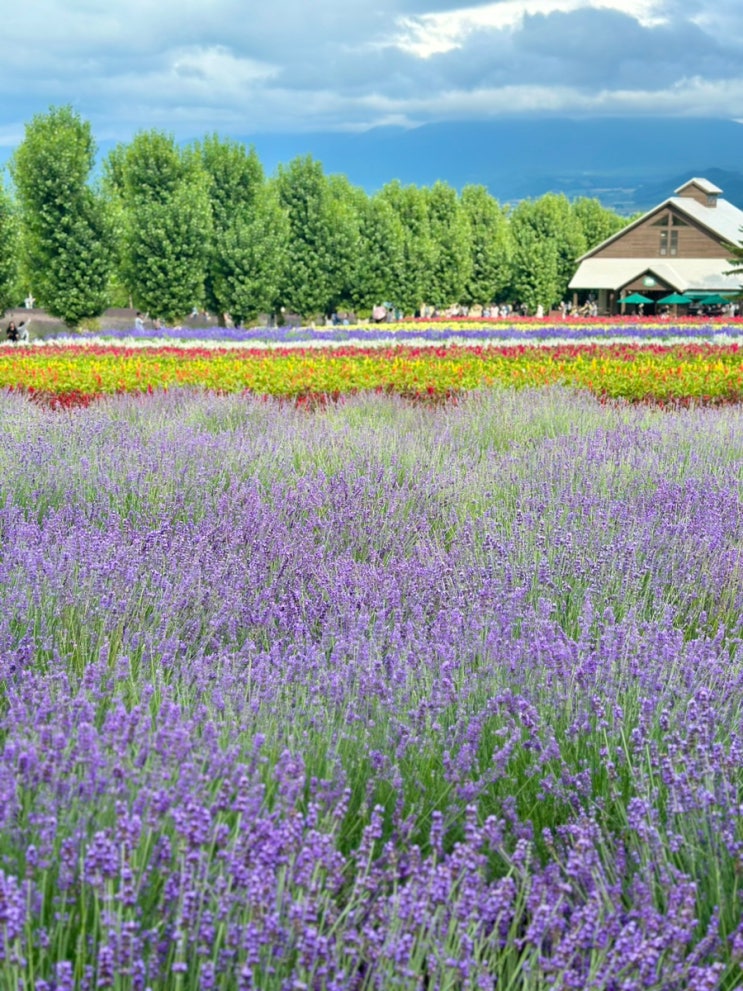 일본일기 #25 / 삿포로 쇼핑 미츠이 아울렛 파크, 후라노 팜토미타 라벤더, 비에이 청의호수, 삿포로 징기스칸 맛집, 삿포로 ...