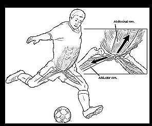 운동선수의 불두덩 통증(athletic pubalgia) : 네이버 블로그