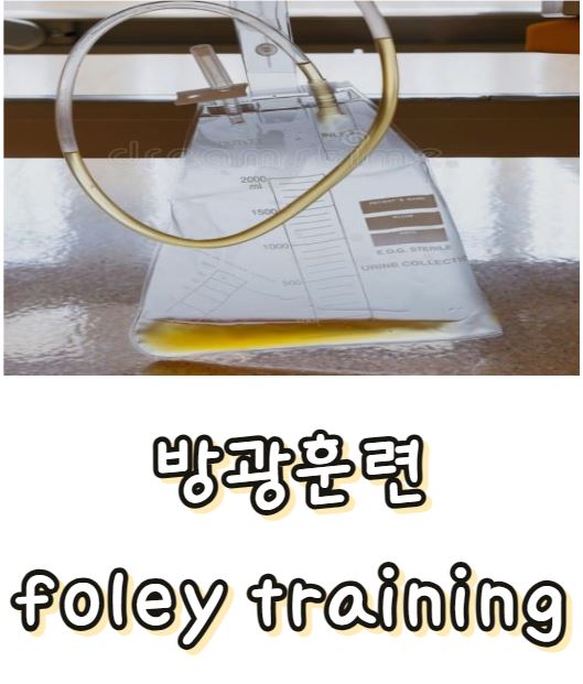 의학용어 Foley training, Bladder training :: 방광훈련 : 네이버 블로그