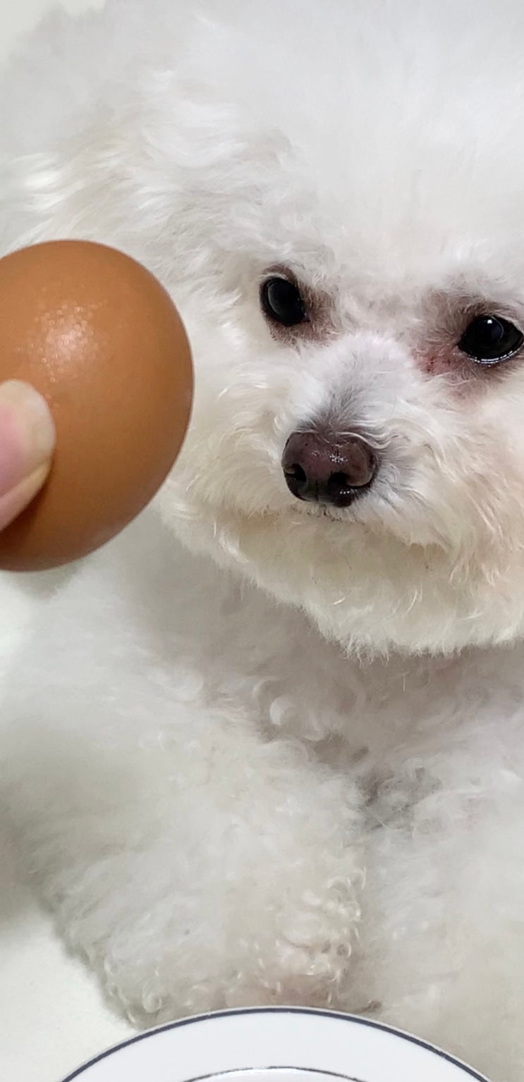 강아지 계란 삶은 계란 노른자 흰자 먹어도 될까 날달걀 껍질은 네이버 블로그