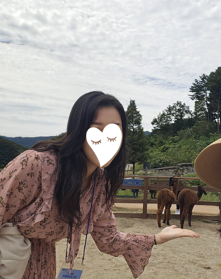 홍천 가볼만한곳 알파카월드 공작산 수타사 홍천중앙시장 당일치기 여행 네이버 블로그
