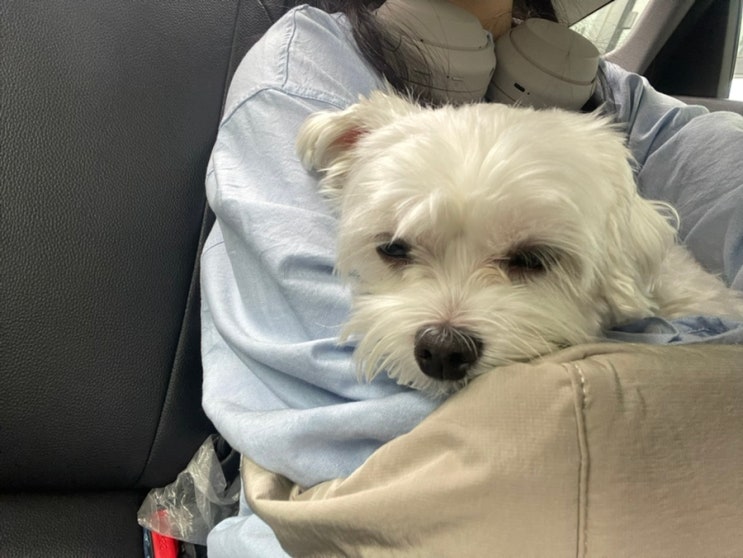 강아지 예은동물병원 초진 ( 발목 과신전, 과굽힘, 디스크, 재활) : 네이버 블로그